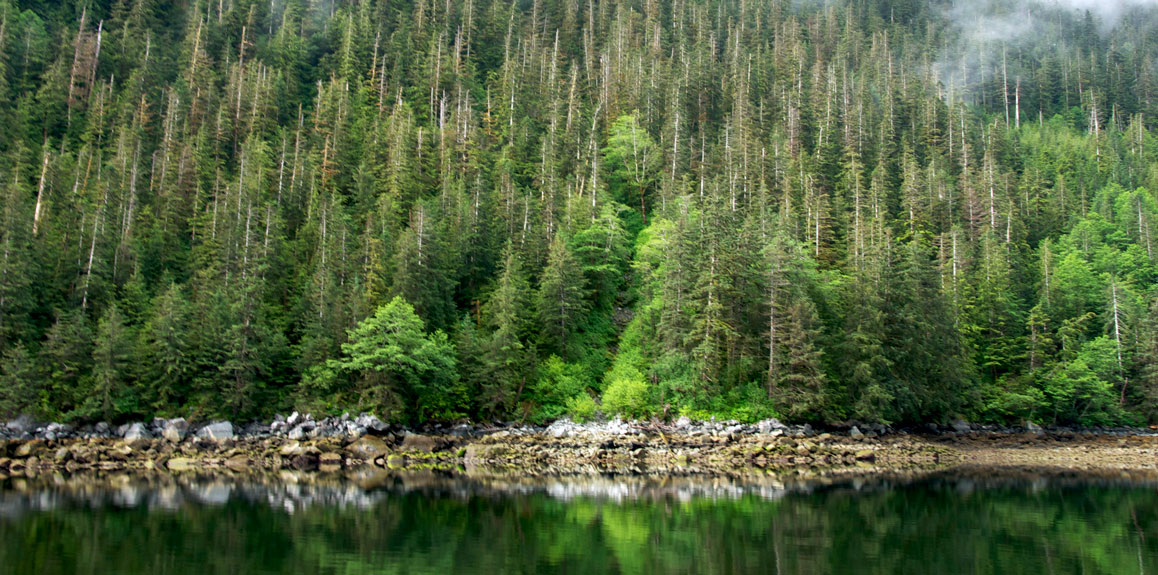 Great Bear Forest Carbon Project - Ostrom Climate