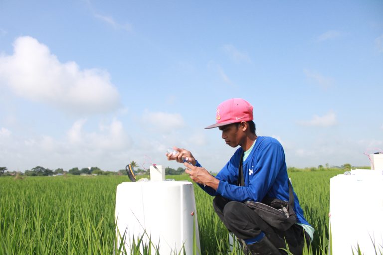The Upper Pampanga Rice Climate-Smart Rice Project - Ostrom Climate